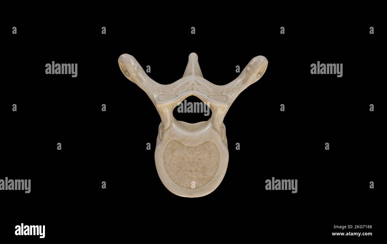 Superior view of Eighth Thoracic Vertebra (T8 Stock Photo - Alamy