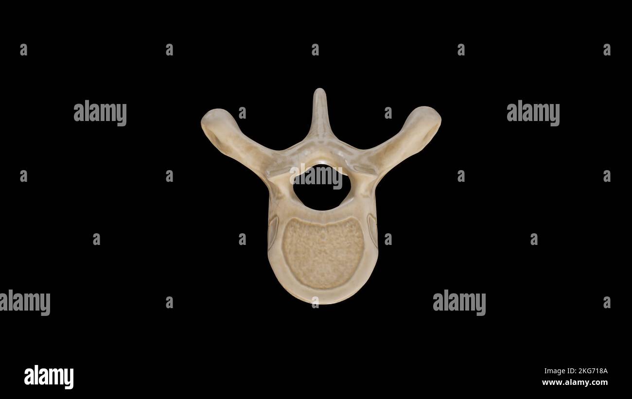 Superior view of Fifth Thoracic Vertebra (T5 Stock Photo - Alamy