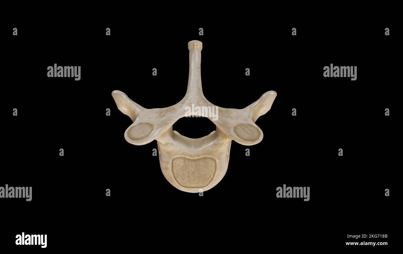 Superior view of First Thoracic Vertebra (T1 Stock Photo - Alamy