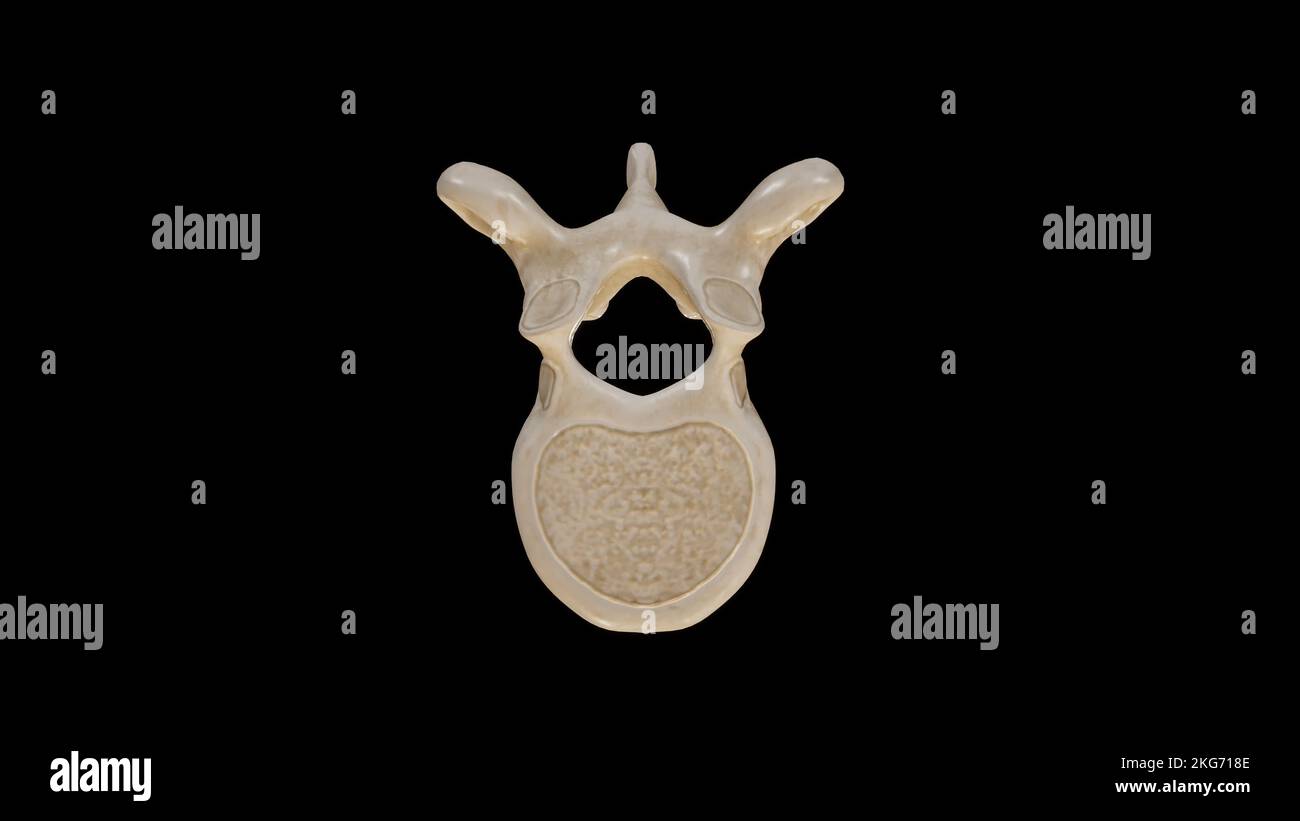 Superior view of Ninth Thoracic Vertebra (T9 Stock Photo - Alamy