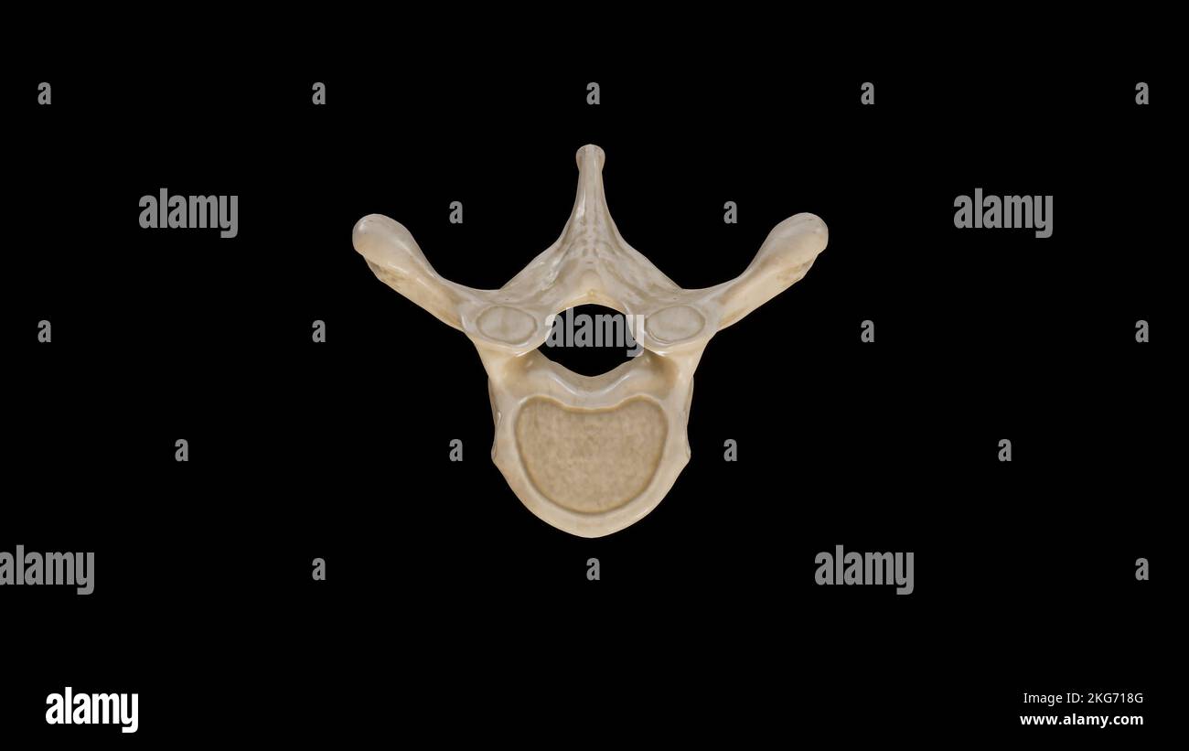 Superior view of Seventh Thoracic Vertebra (T7 Stock Photo - Alamy