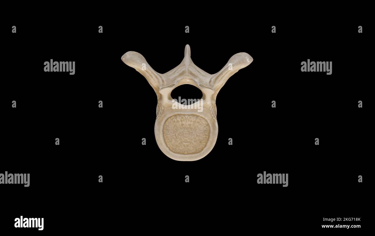 T10 vertebra hi-res stock photography and images - Alamy