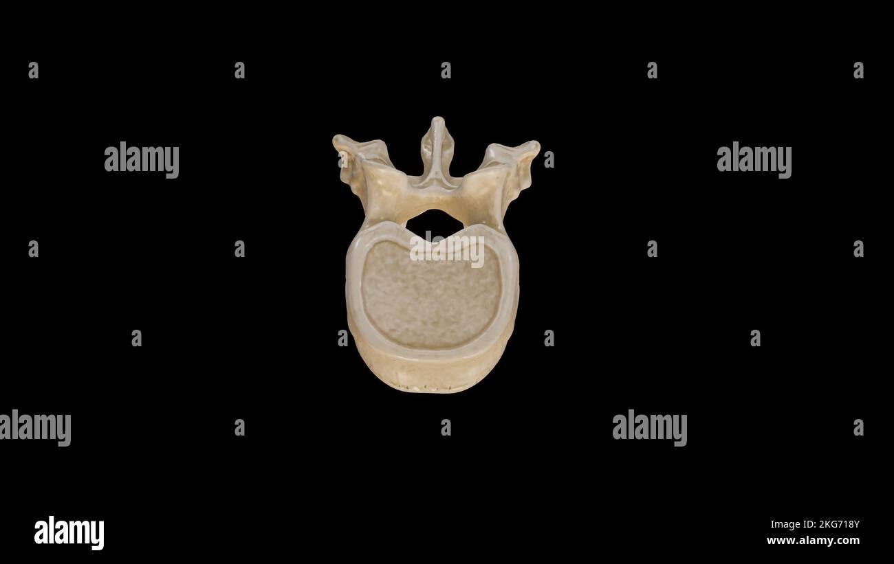 Superior view of Twelfth Thoracic Vertebra (T12 Stock Photo - Alamy