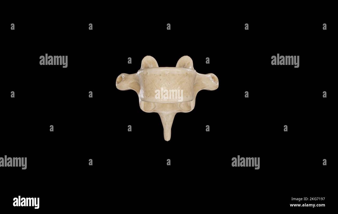 Anterior view of Eighth Thoracic Vertebra (T8 Stock Photo - Alamy