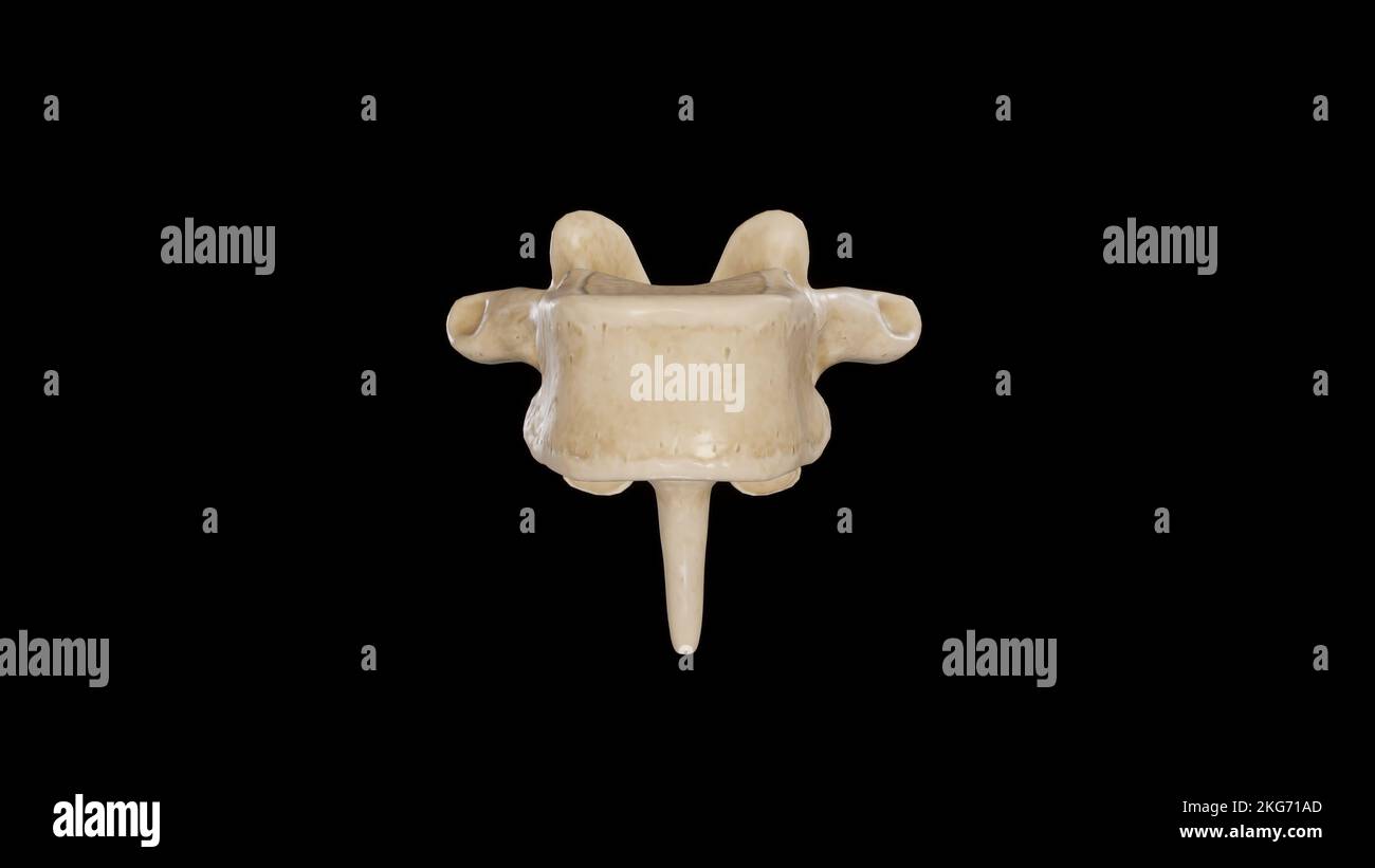 Anterior view of Third Thoracic Vertebra (T3 Stock Photo - Alamy