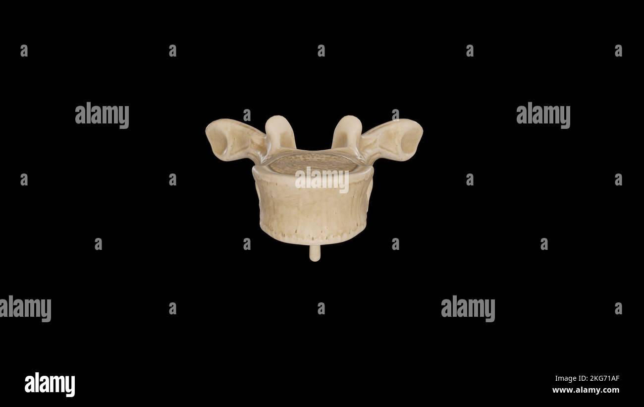 Sixth thoracic vertebra hi-res stock photography and images - Alamy