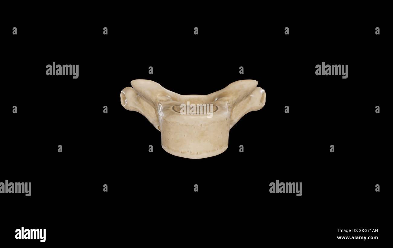 Anterior view of Third Thoracic Vertebra (T3 Stock Photo - Alamy