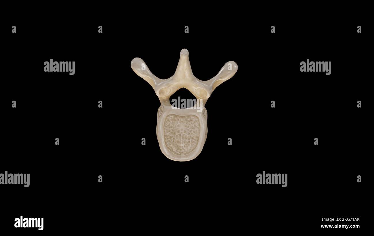 Inferior view of Eighth Thoracic Vertebra (T8 Stock Photo - Alamy
