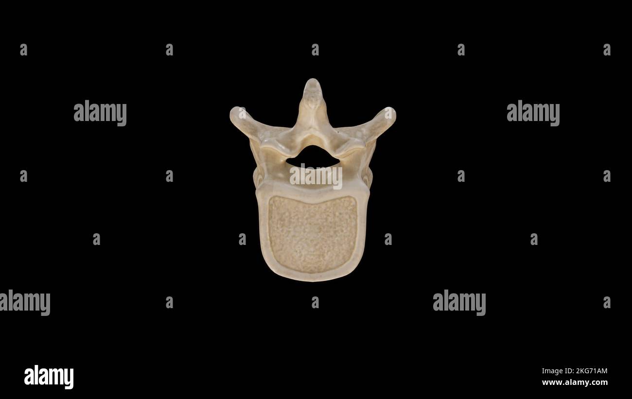 Inferior view of Eleventh Thoracic Vertebra (T11 Stock Photo - Alamy