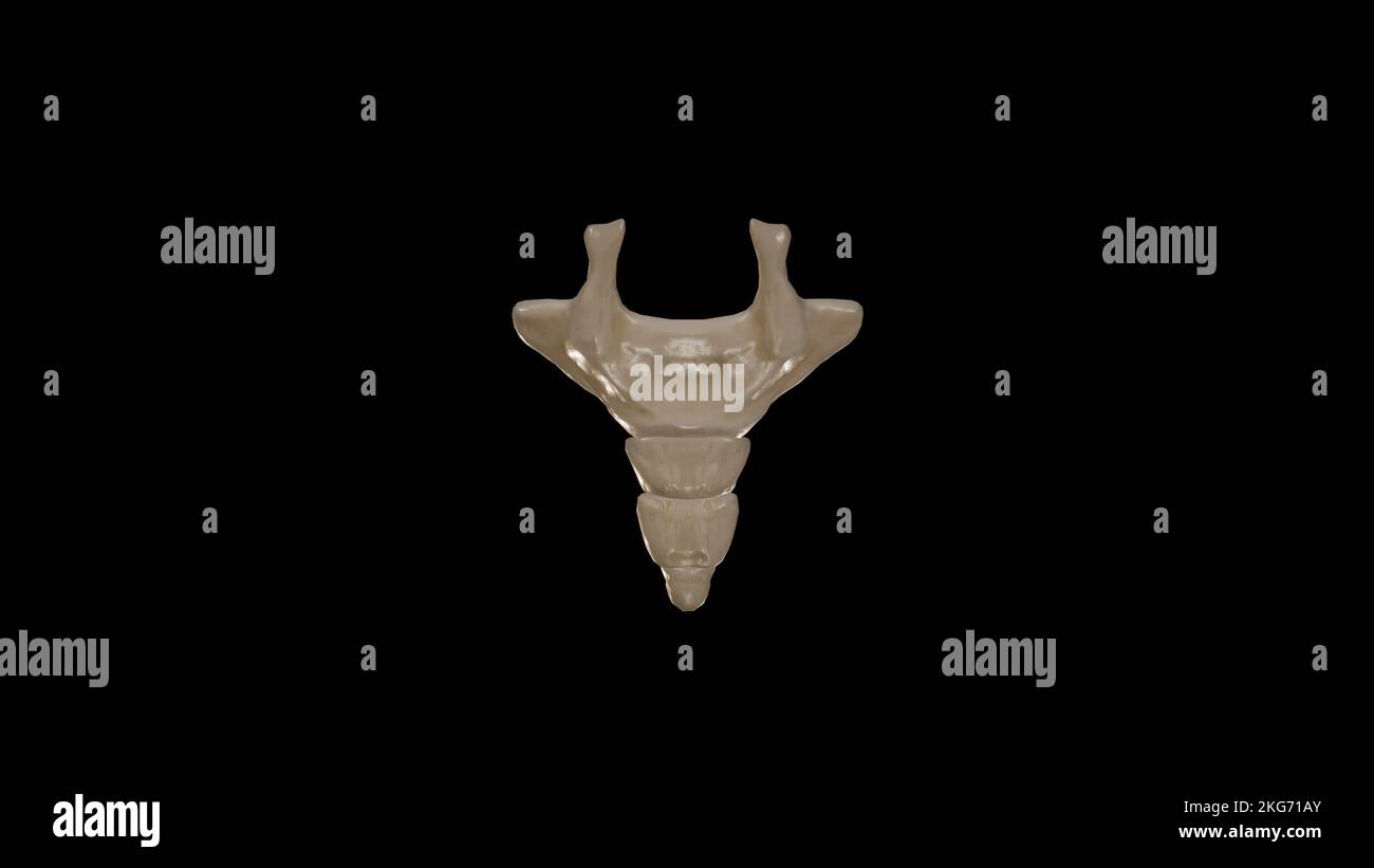 Coccyx hi-res stock photography and images - Alamy