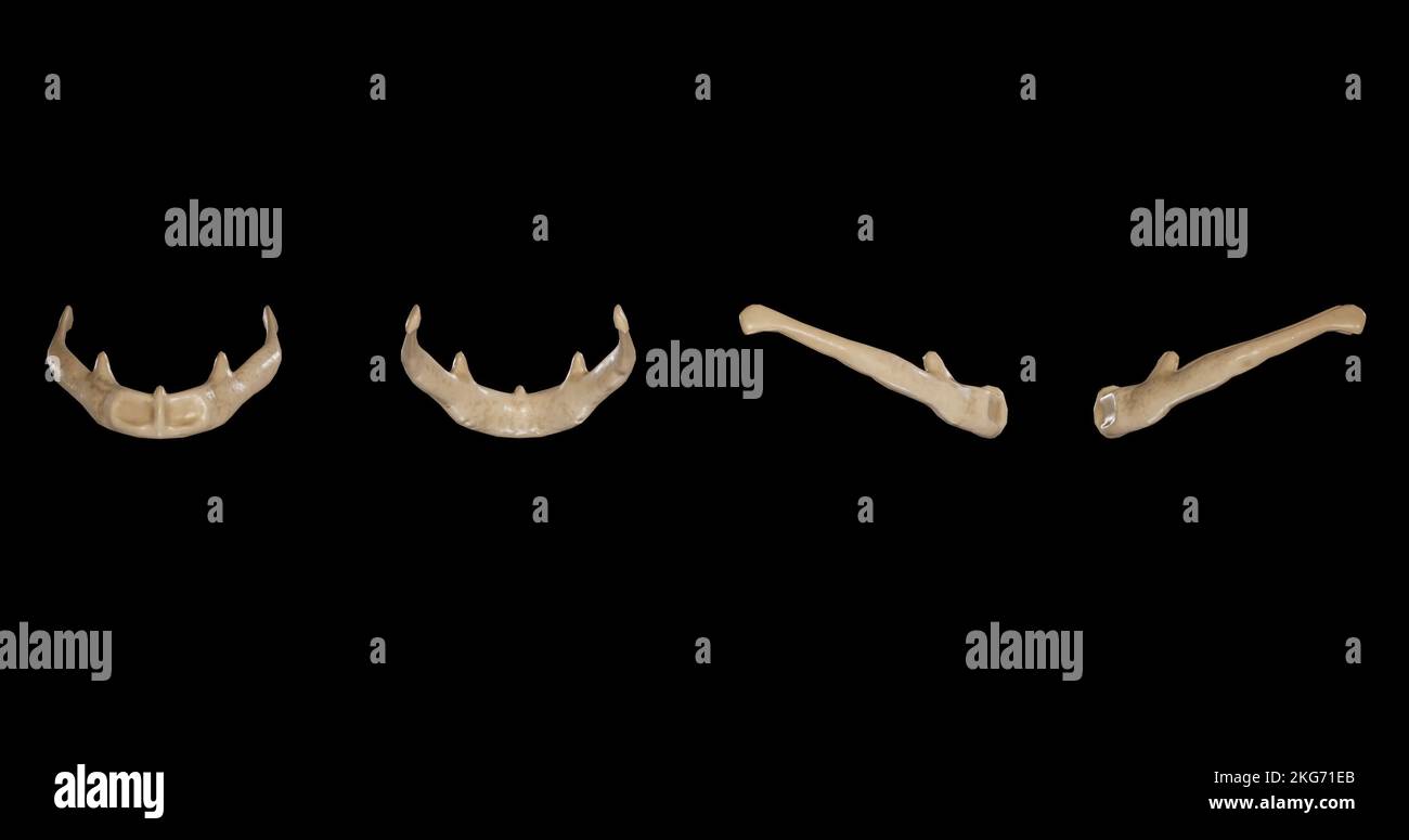 Lesser horn of hyoid hi-res stock photography and images - Alamy
