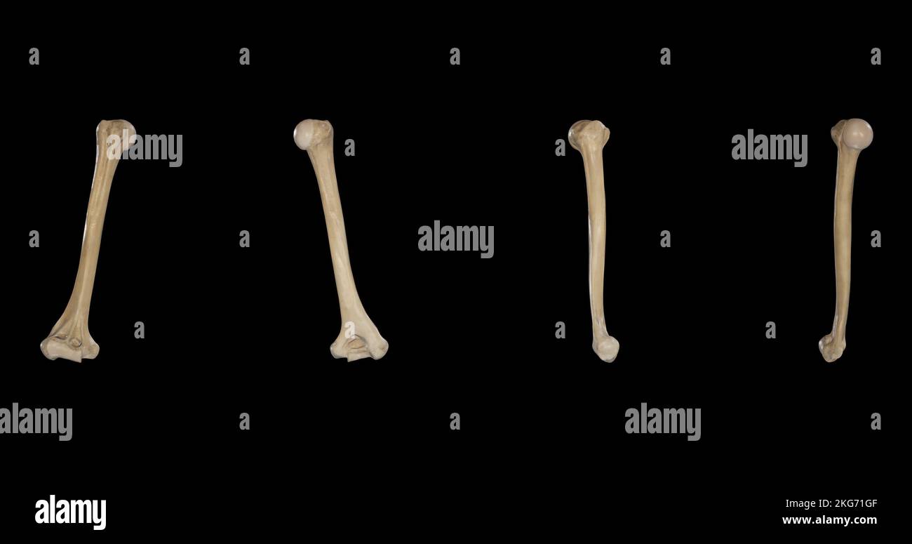 Bony landmarks of humerus hi-res stock photography and images - Alamy