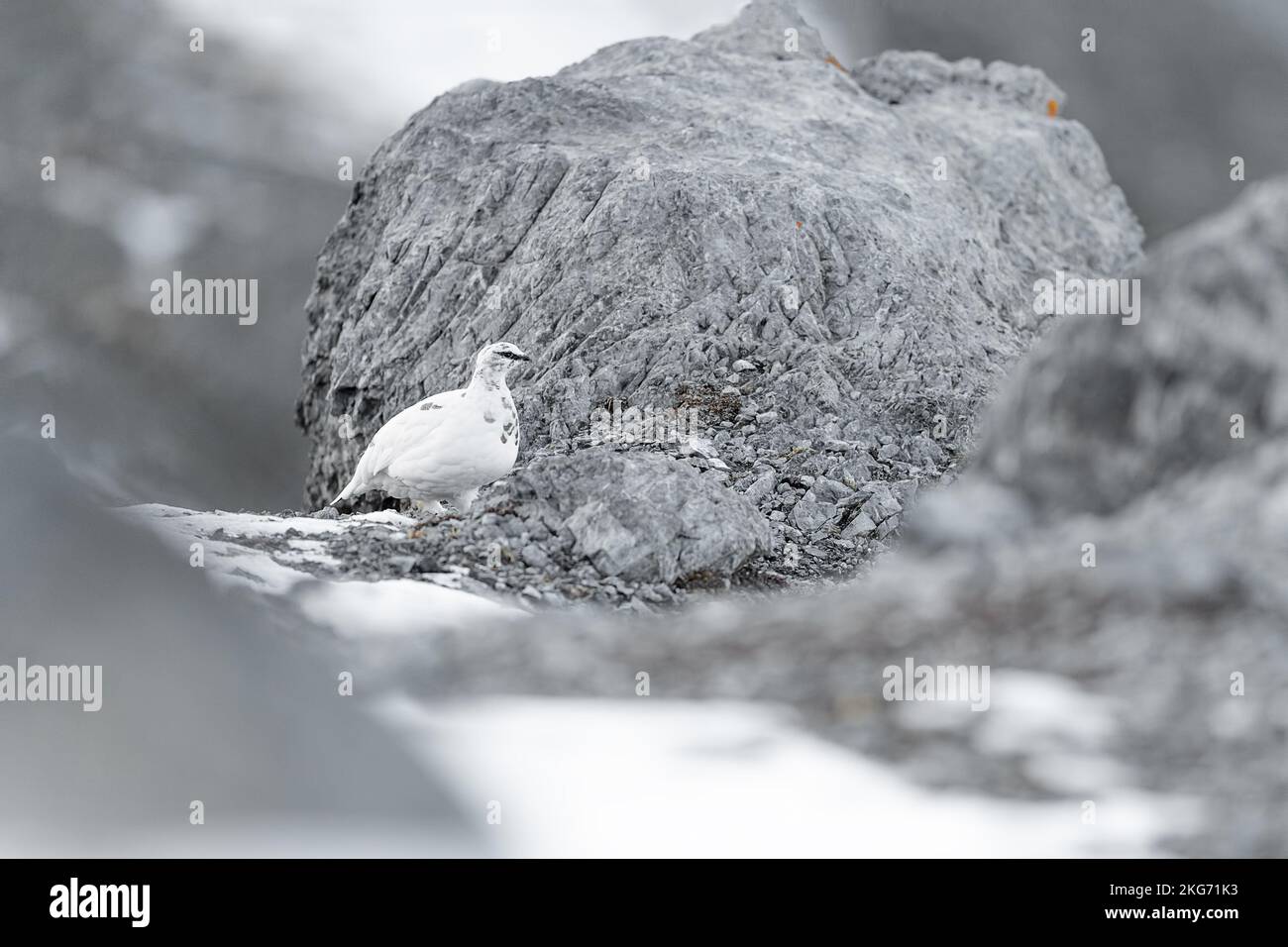 Spring male lagopus muta hi-res stock photography and images - Alamy