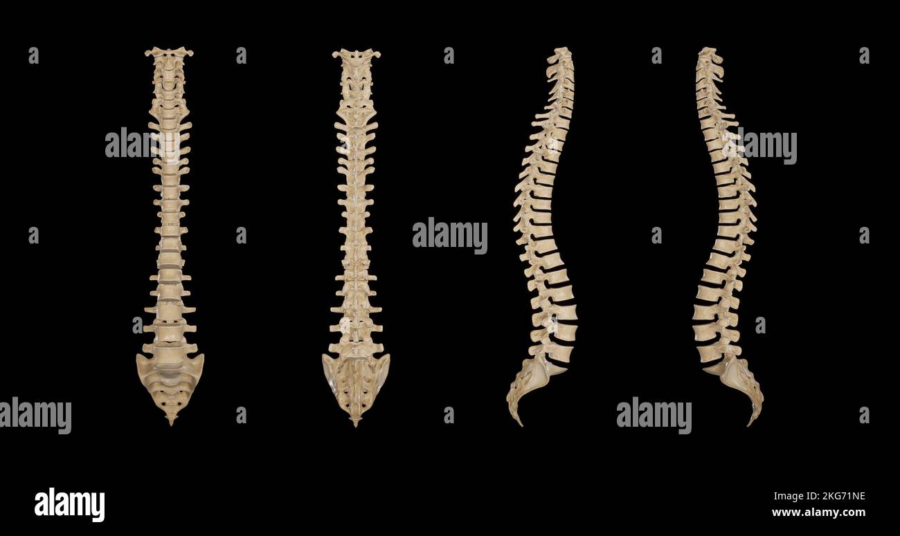 Ligaments of vertebral column hi-res stock photography and images - Alamy