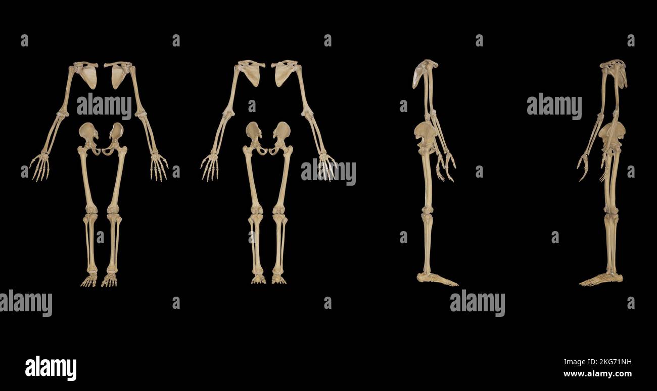 Multiple views of Appendicular Skeleton Stock Photo - Alamy