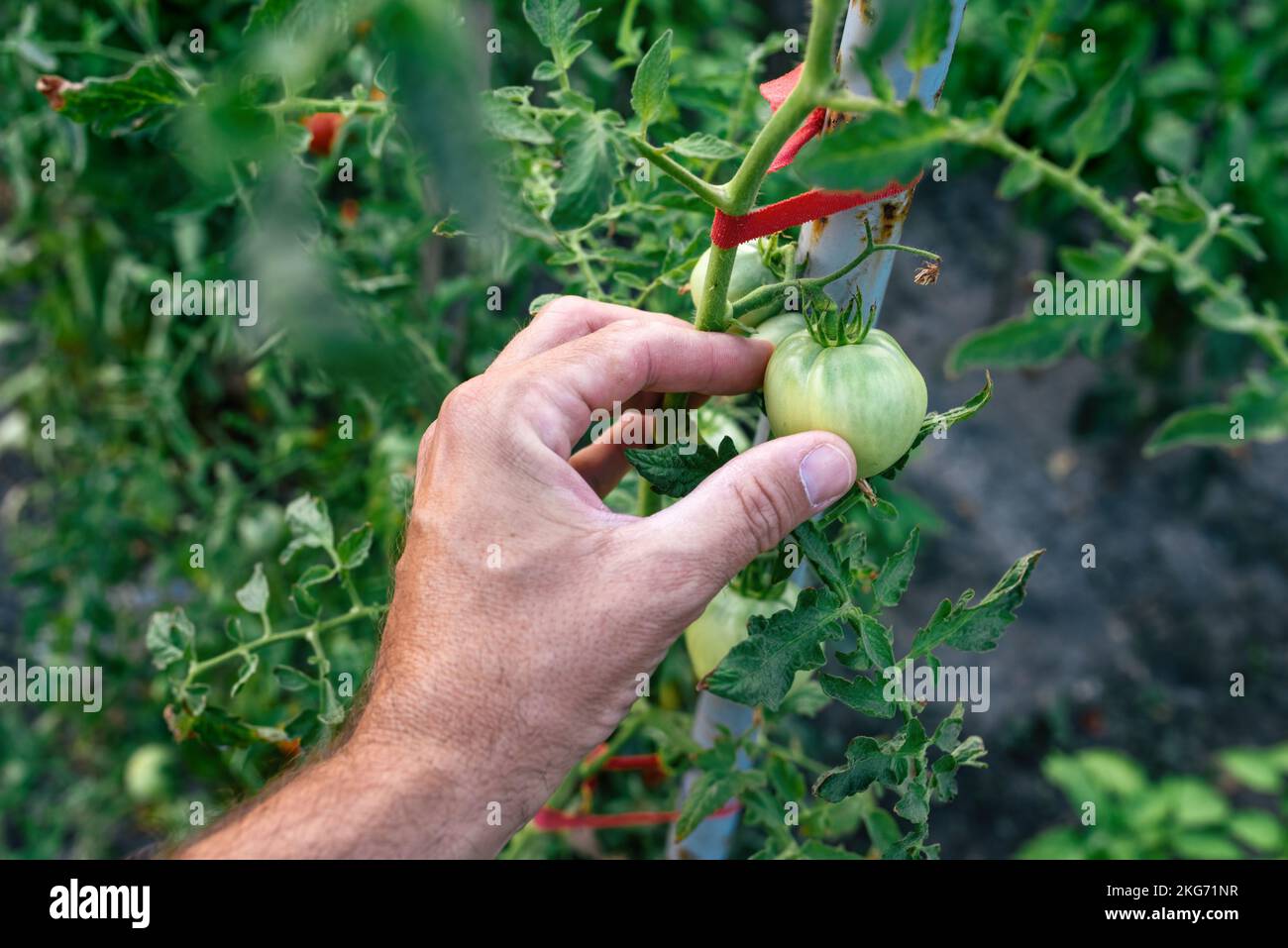 Closeup of farmer hand examining unripe tomato fruit in organic garden ...