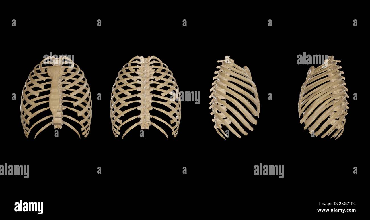 Thoracic structure hi-res stock photography and images - Alamy
