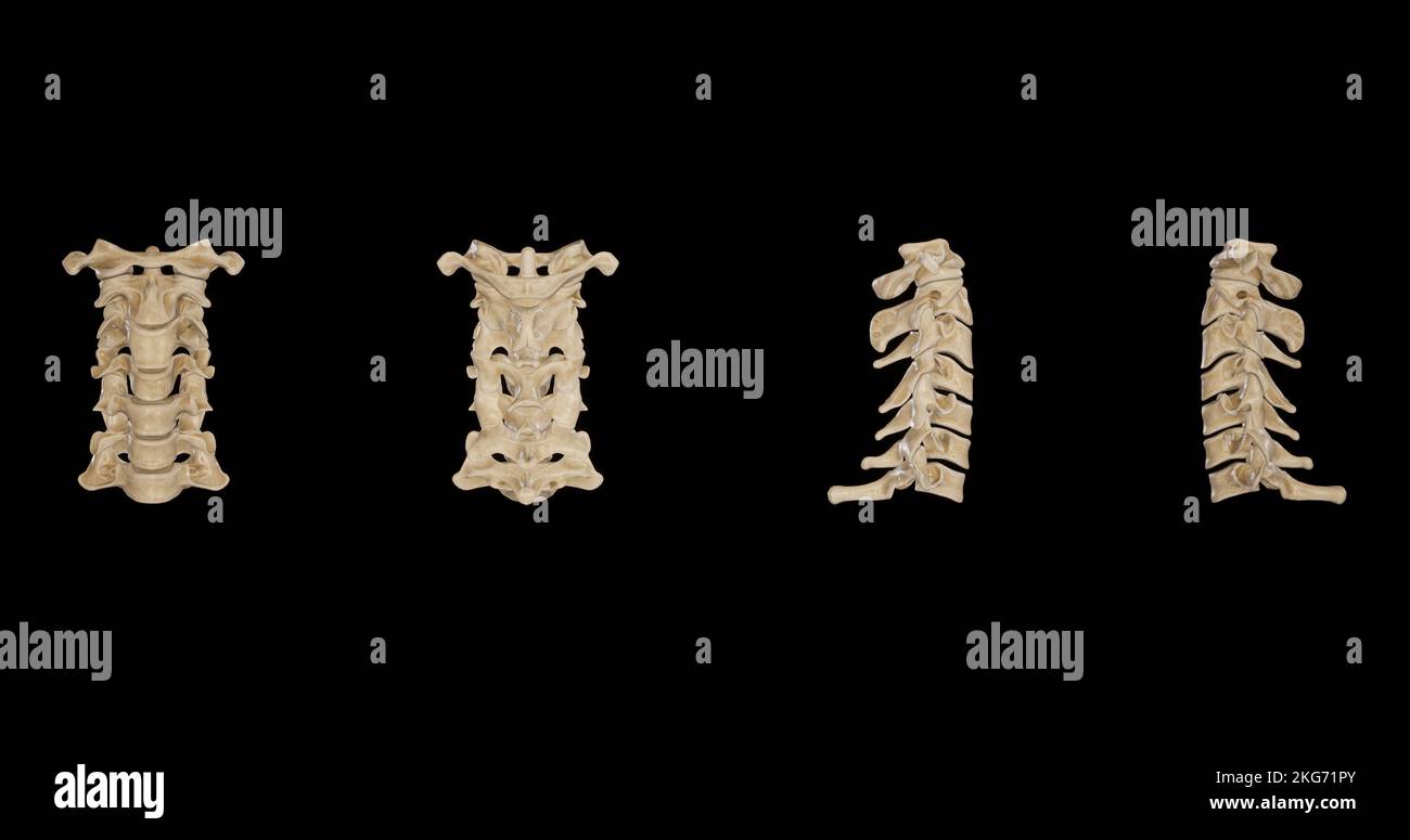 Cervical Vertebrae-Multiple Views Stock Photo - Alamy Cervical Vertebrae-Multiple Views Stock Photo - Alamy