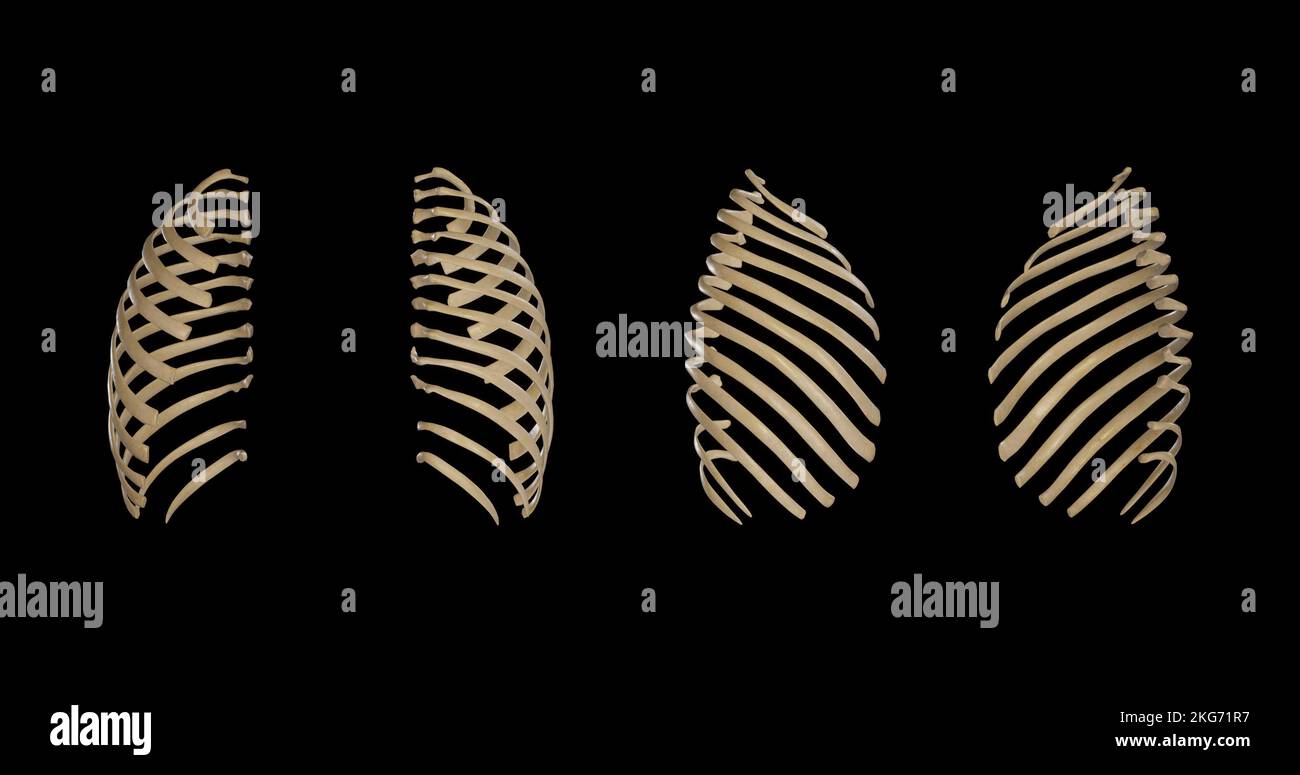 Muscles of thoracic cage hi-res stock photography and images - Alamy