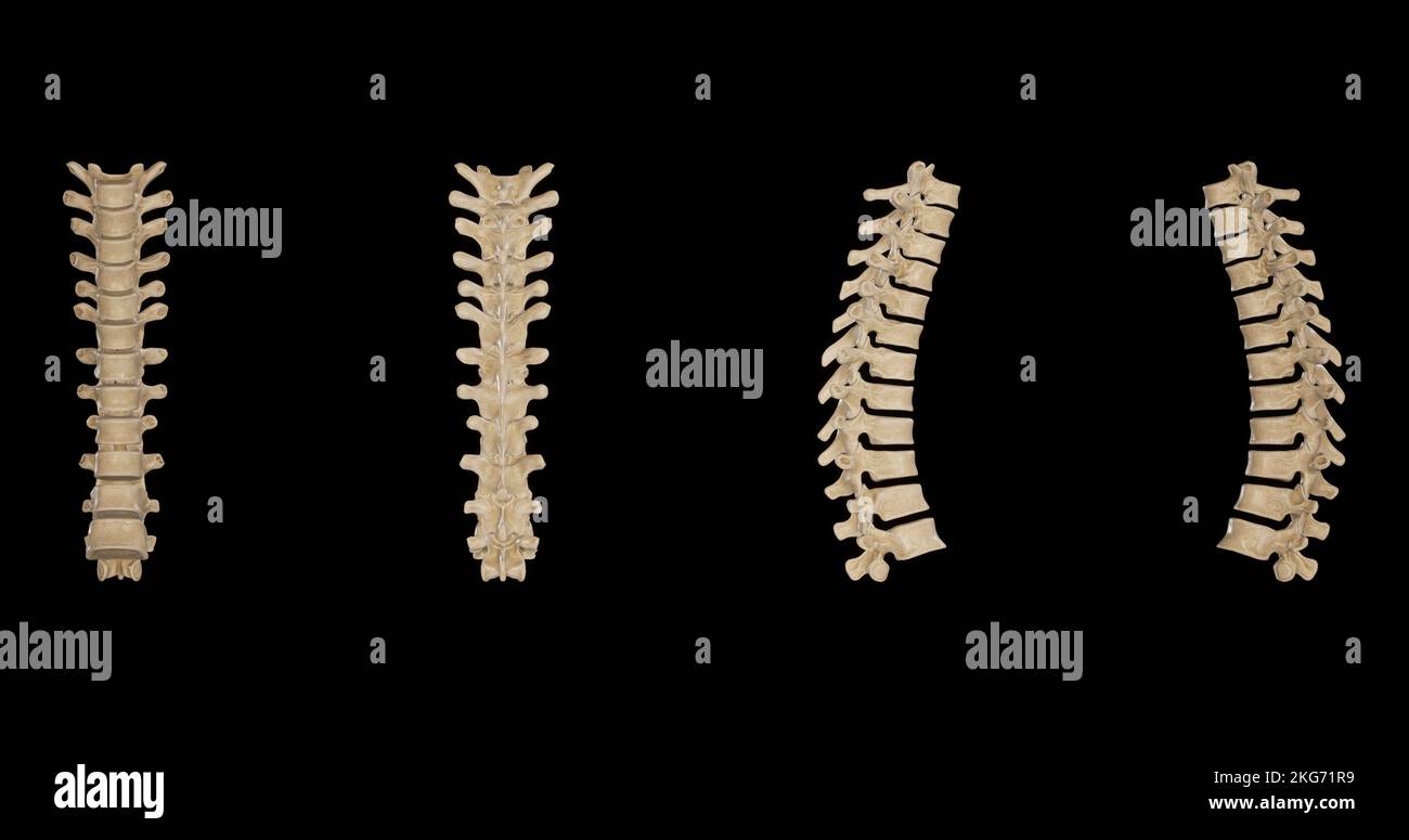 Body of vertebrae hi-res stock photography and images - Alamy