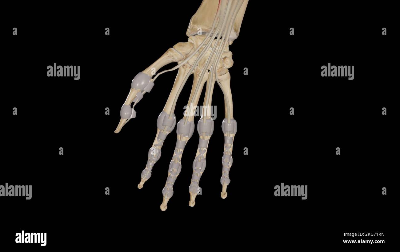 Flexor pully system of hand hi-res stock photography and images - Alamy