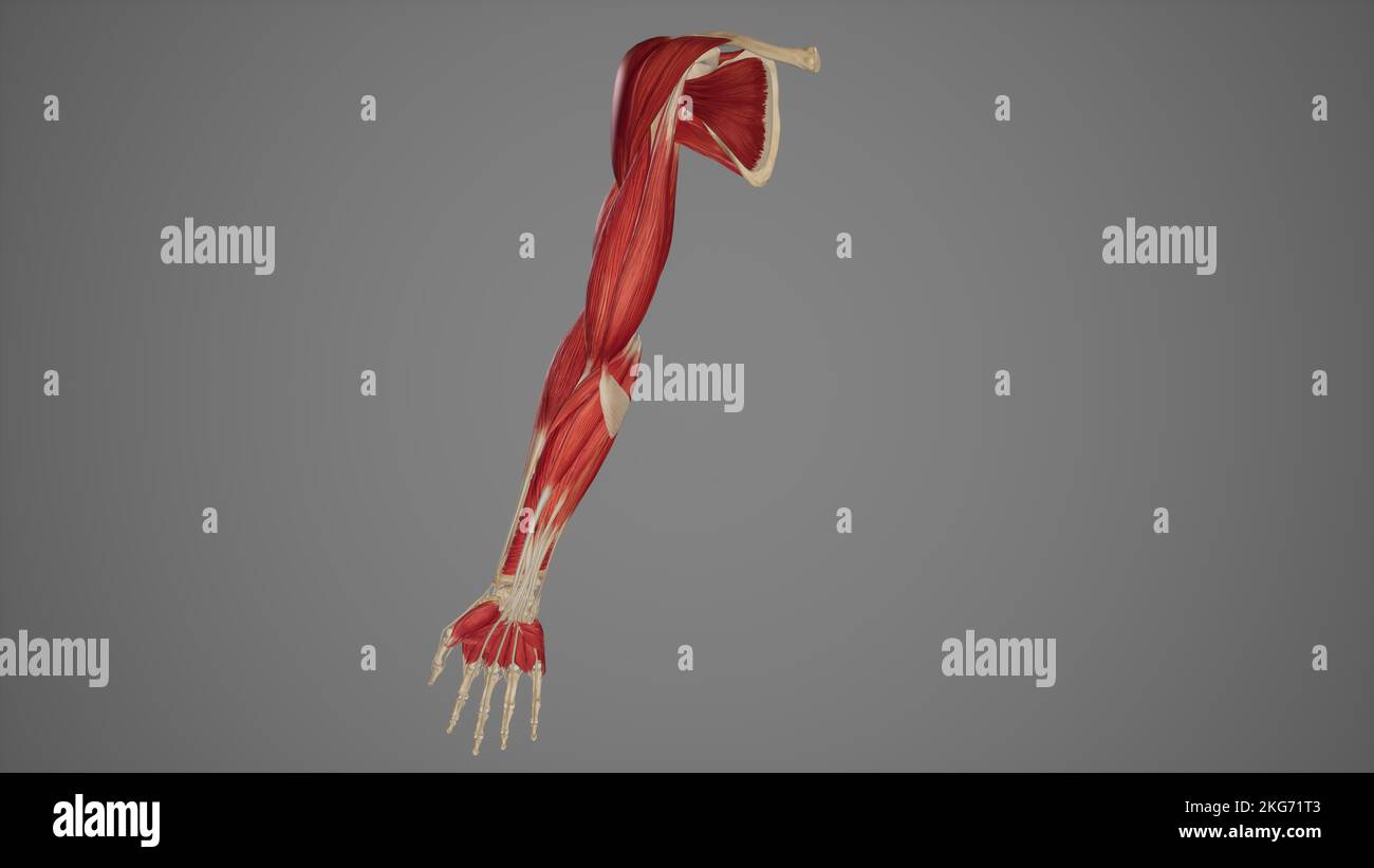 Muscles of Upper Limb Stock Photo - Alamy