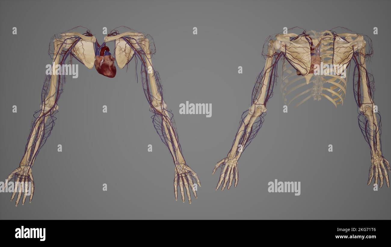 Upper limbs with blood vessels multiple views Stock Photo - Alamy