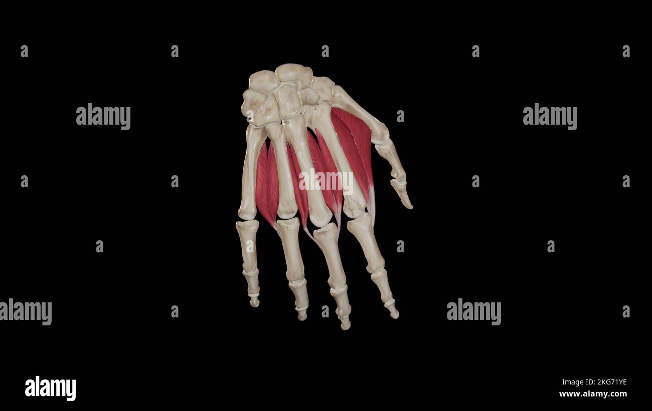 Dorsal Interossei of Hand Stock Photo - Alamy