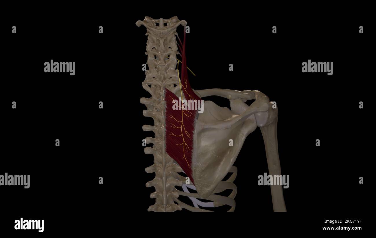 Dorsal Scapular Nerve Stock Photo - Alamy