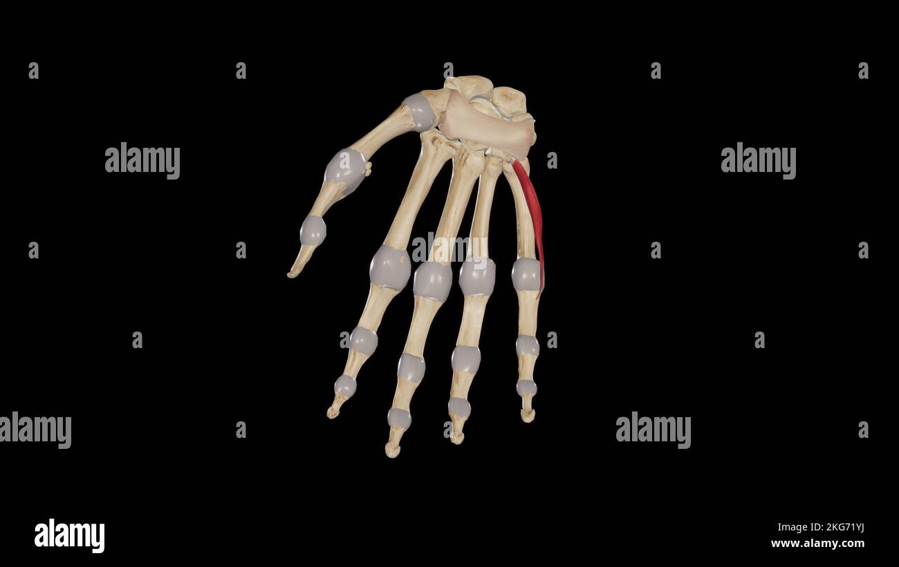 Flexor Digiti Minimi Brevis Stock Photo - Alamy