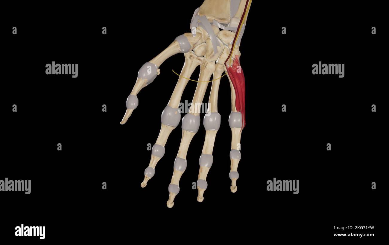 Ulnar neve hi-res stock photography and images - Alamy