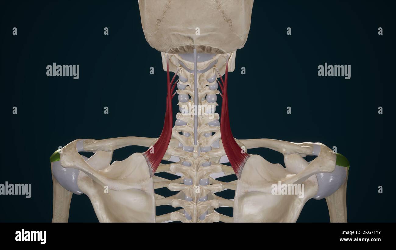 Medial Border Of Scapula