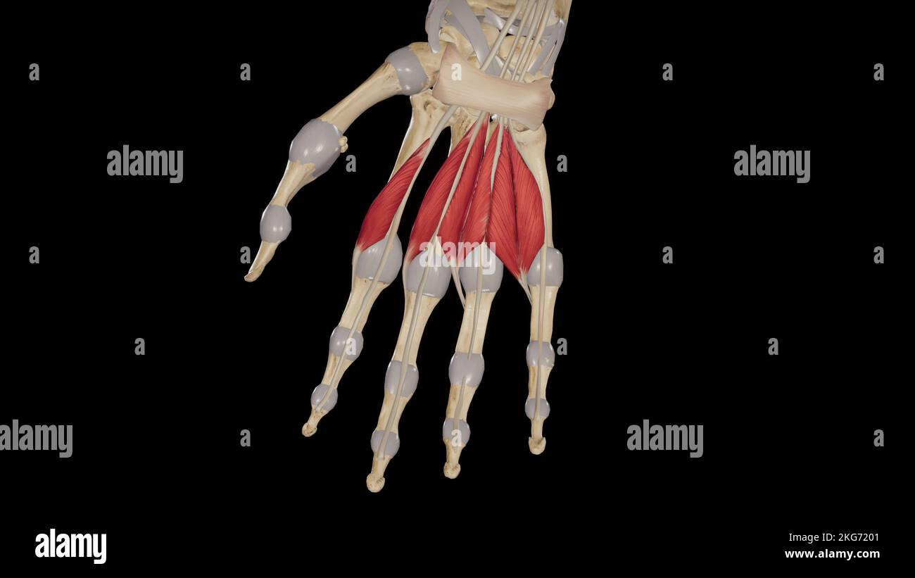 Lumbricals of hand hi-res stock photography and images - Alamy