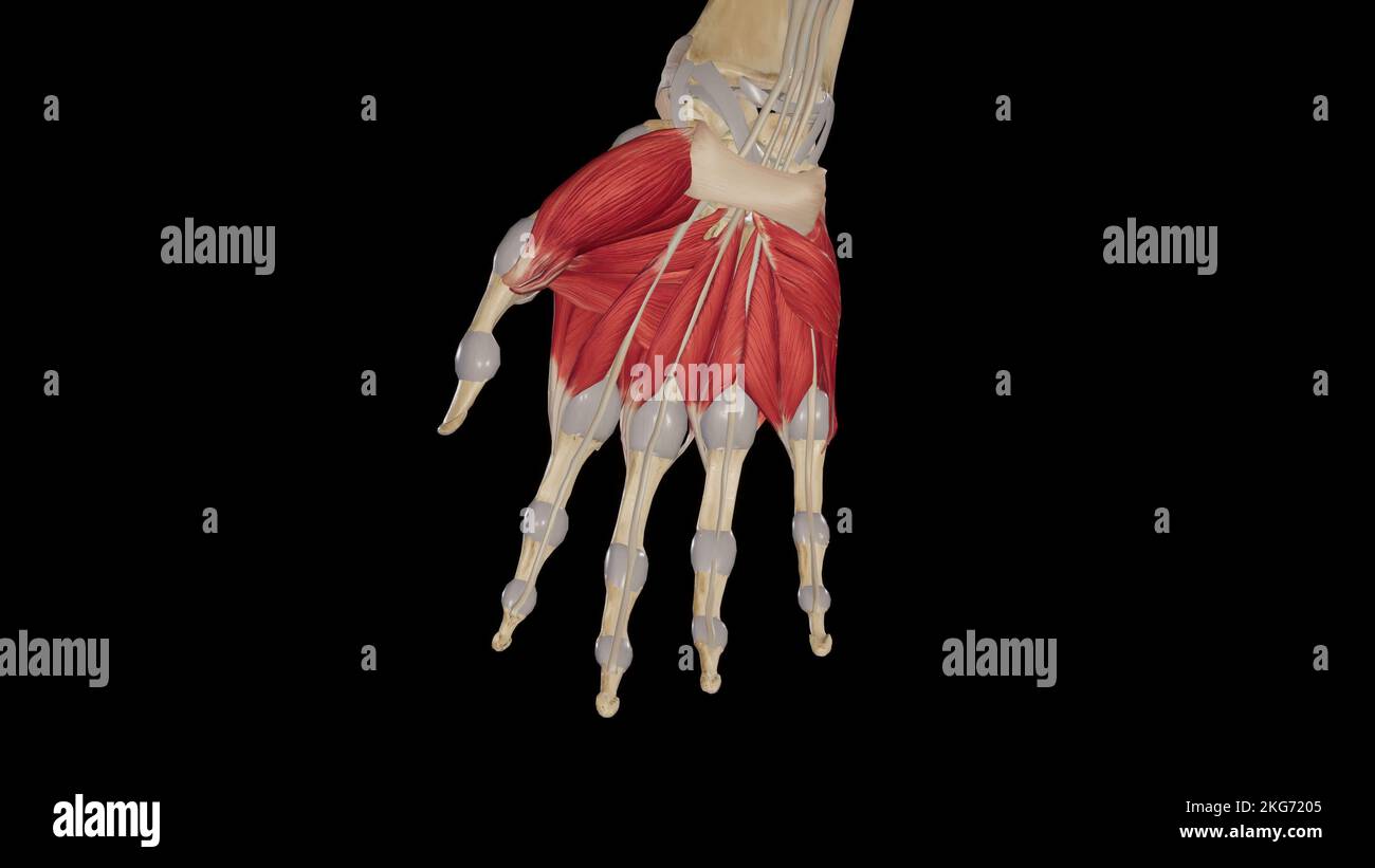 Intrinsic muscles of hand hi-res stock photography and images - Alamy