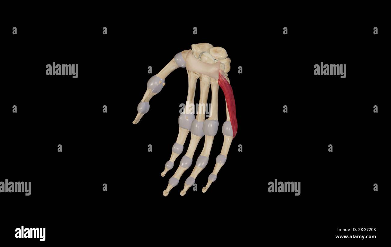 Opponens digiti minimi hi-res stock photography and images - Alamy