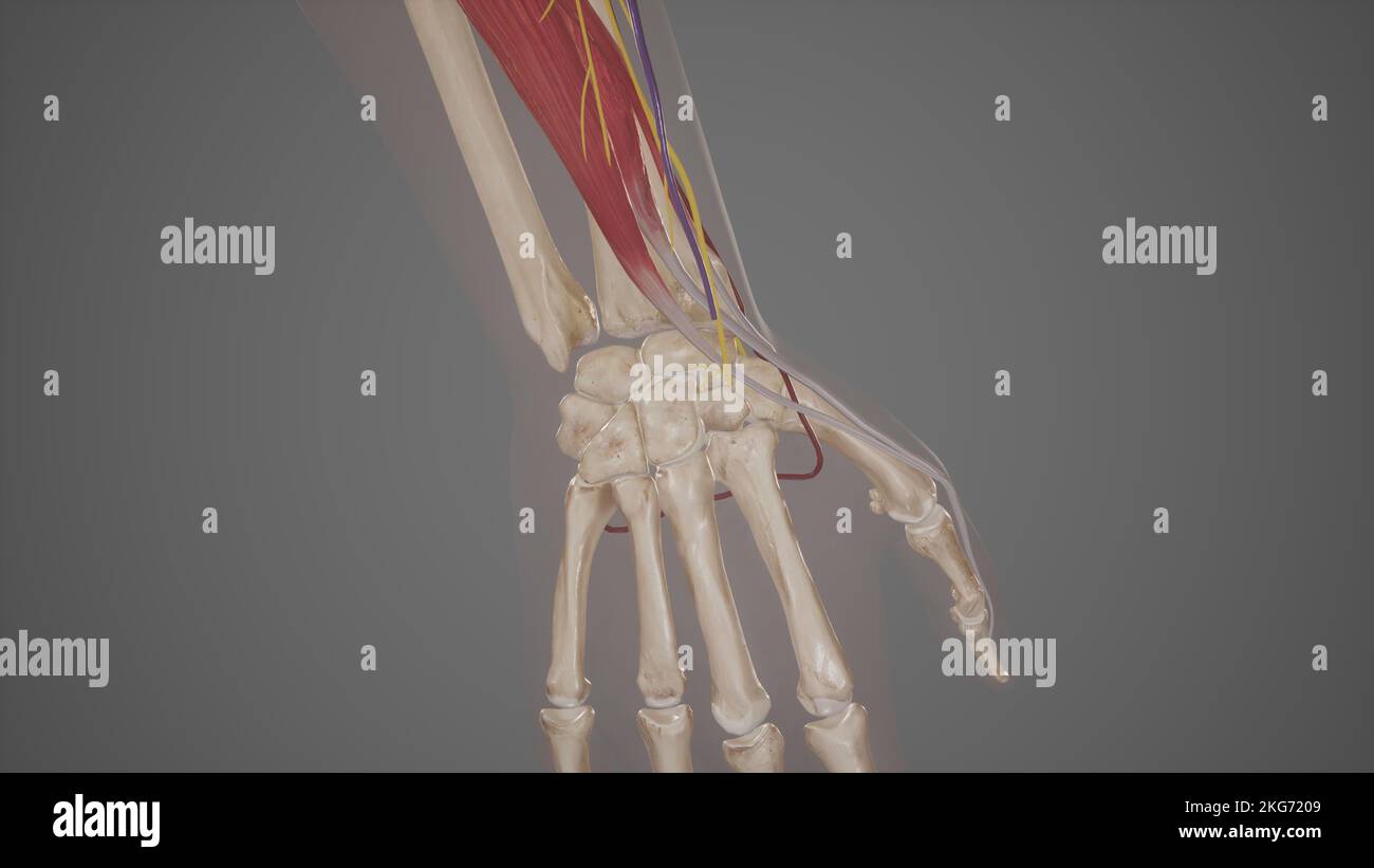 Anatomical snuffbox hi-res stock photography and images - Alamy