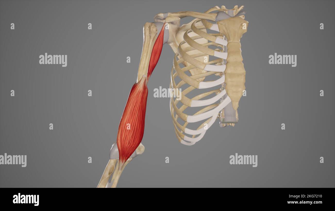 Deep Muscles of Arm Stock Photo - Alamy