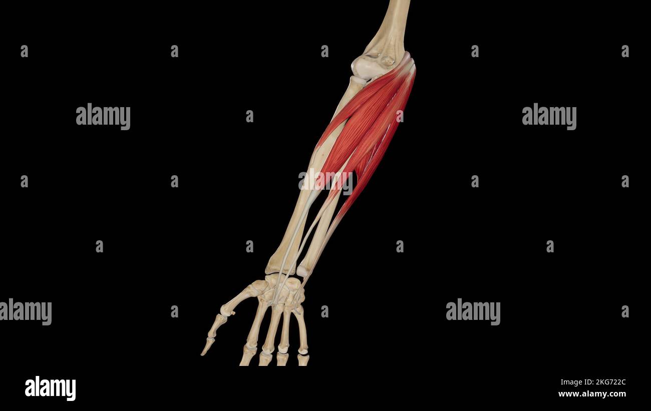 Superficial Flexor Muscles of Forearm Stock Photo - Alamy