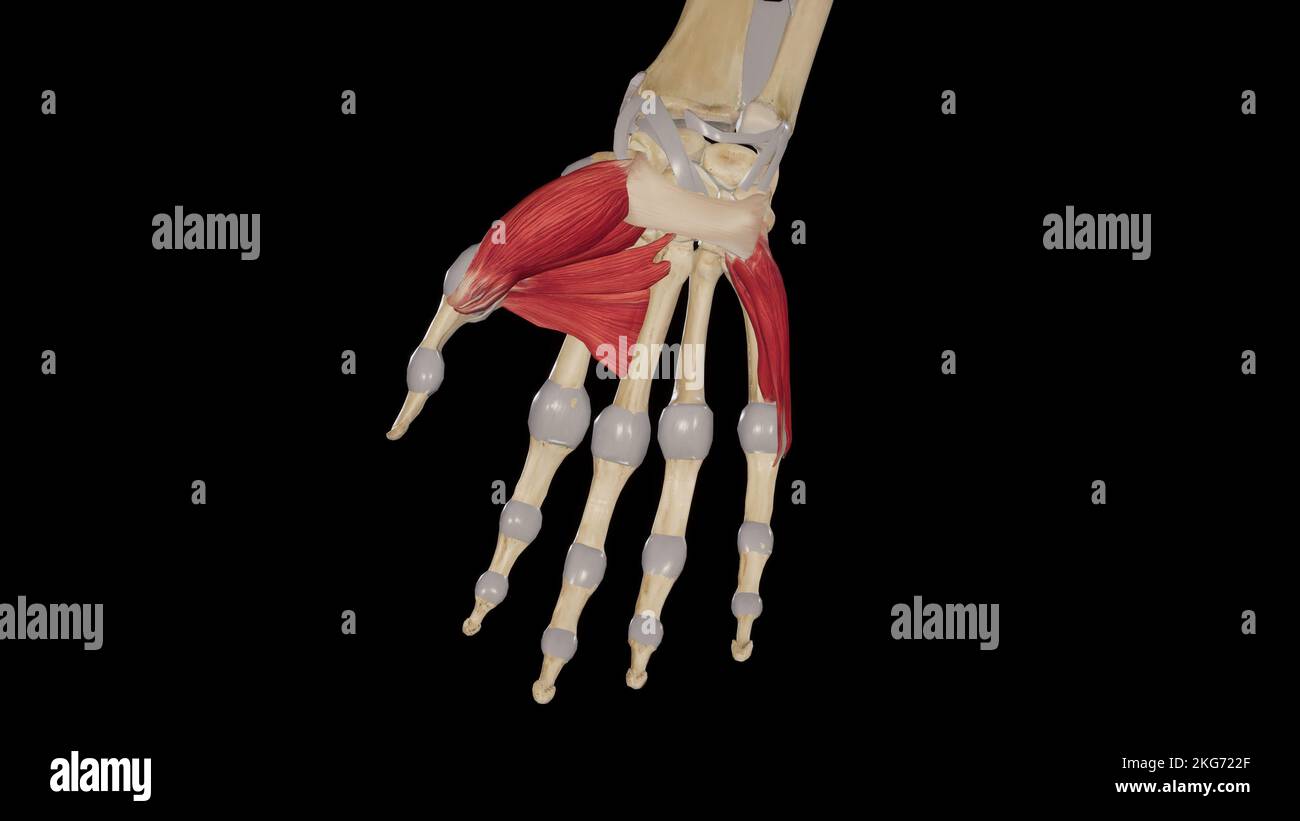Thenar and Hypothenar Muscles Stock Photo - Alamy