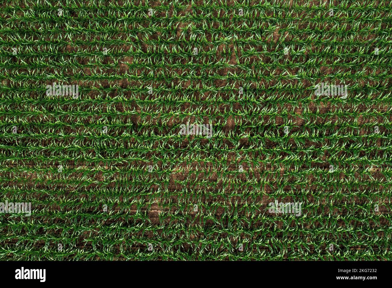 Maize seedling hi-res stock photography and images - Alamy