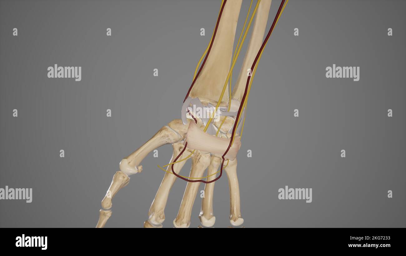 Radioulnar And Wrist Joints Distal Radioulnar Joint: Normal Anatomy,