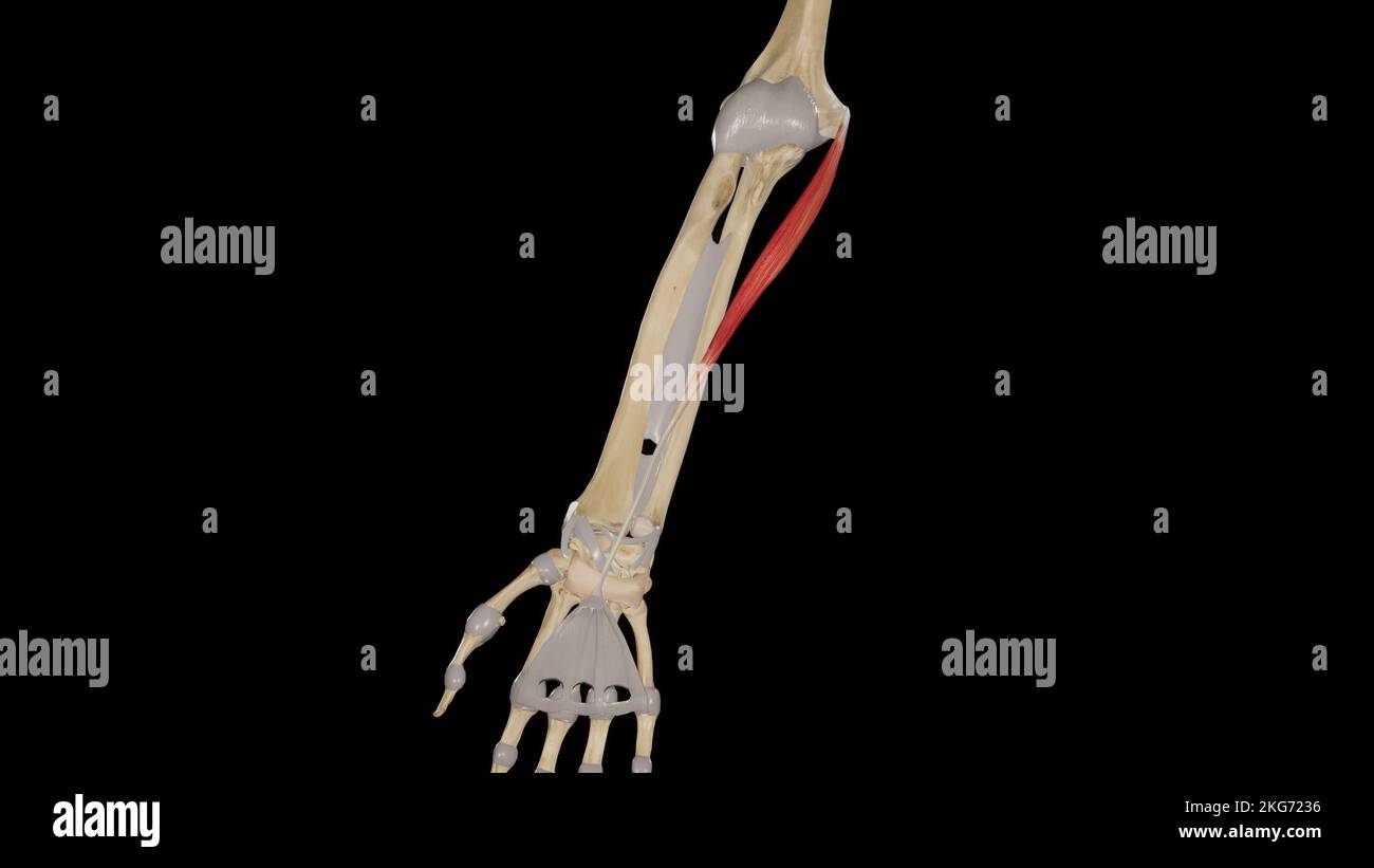 Posterior compartment of forearm hi-res stock photography and images ...