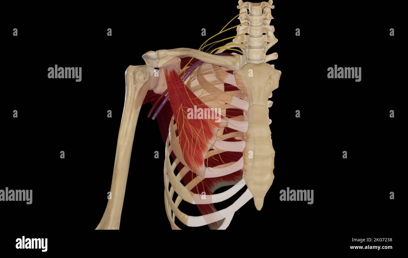 Medical Illustration of Medial and lateral pectoral nerves Stock Photo ...