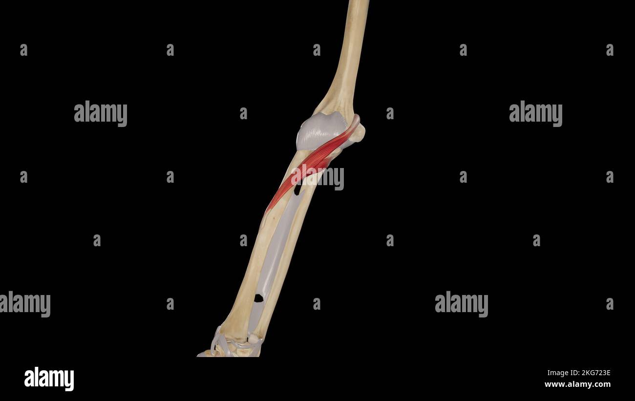 Pronator Teres Attachments Action Innervation Pronator Teres Store