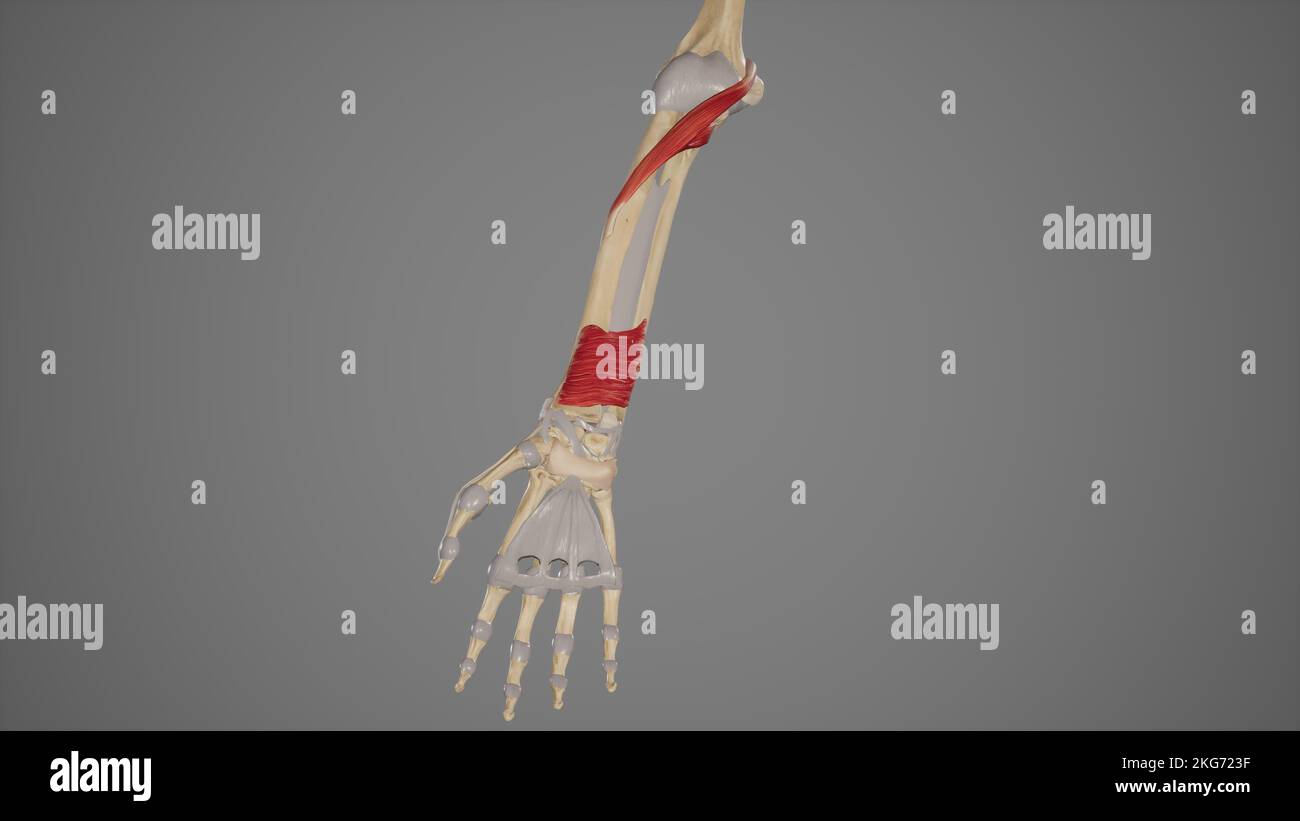 Deep muscles of forearm hi-res stock photography and images - Alamy