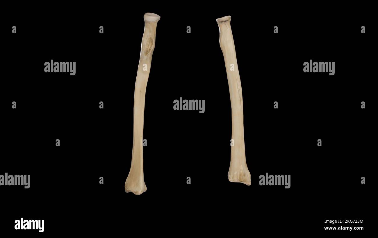 Radius Front and back view Stock Photo - Alamy