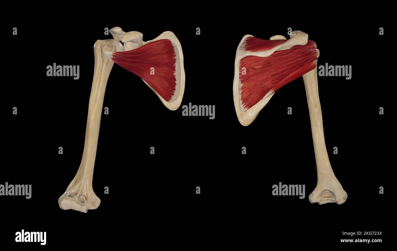Rotator Cuff muscles Stock Photo - Alamy