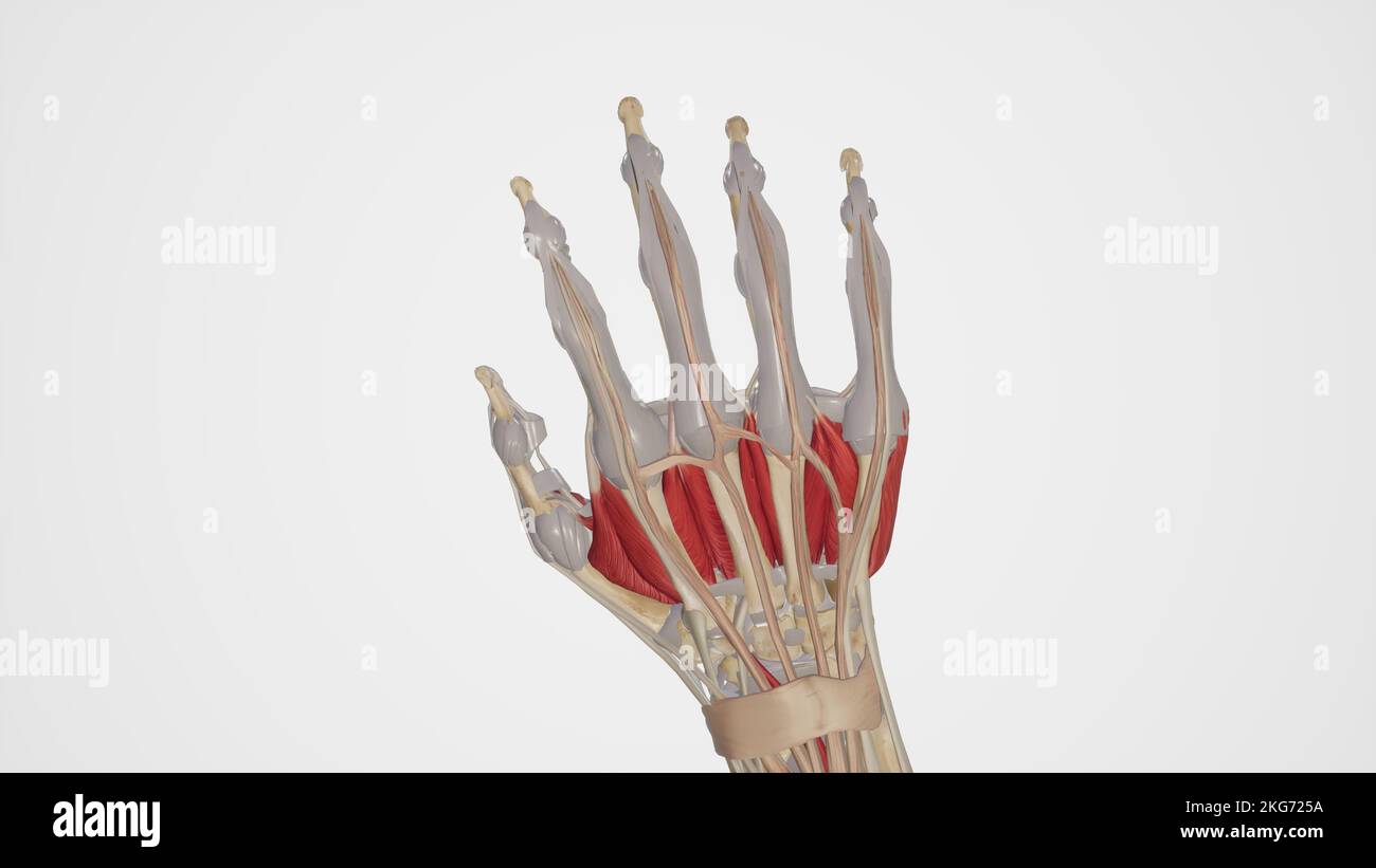 Extensor expansion hi-res stock photography and images - Alamy