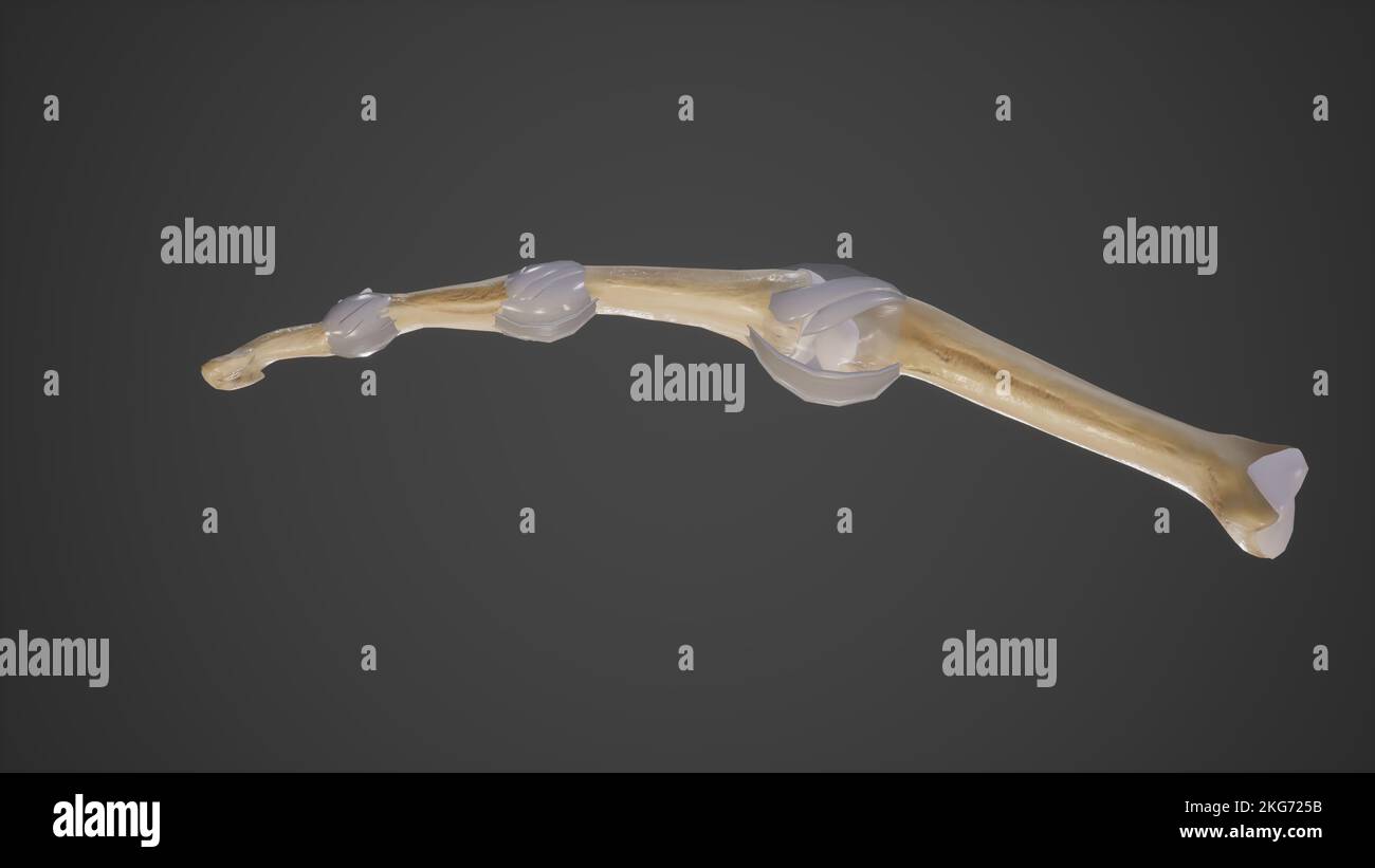Joints and Ligaments of Fingers Stock Photo - Alamy