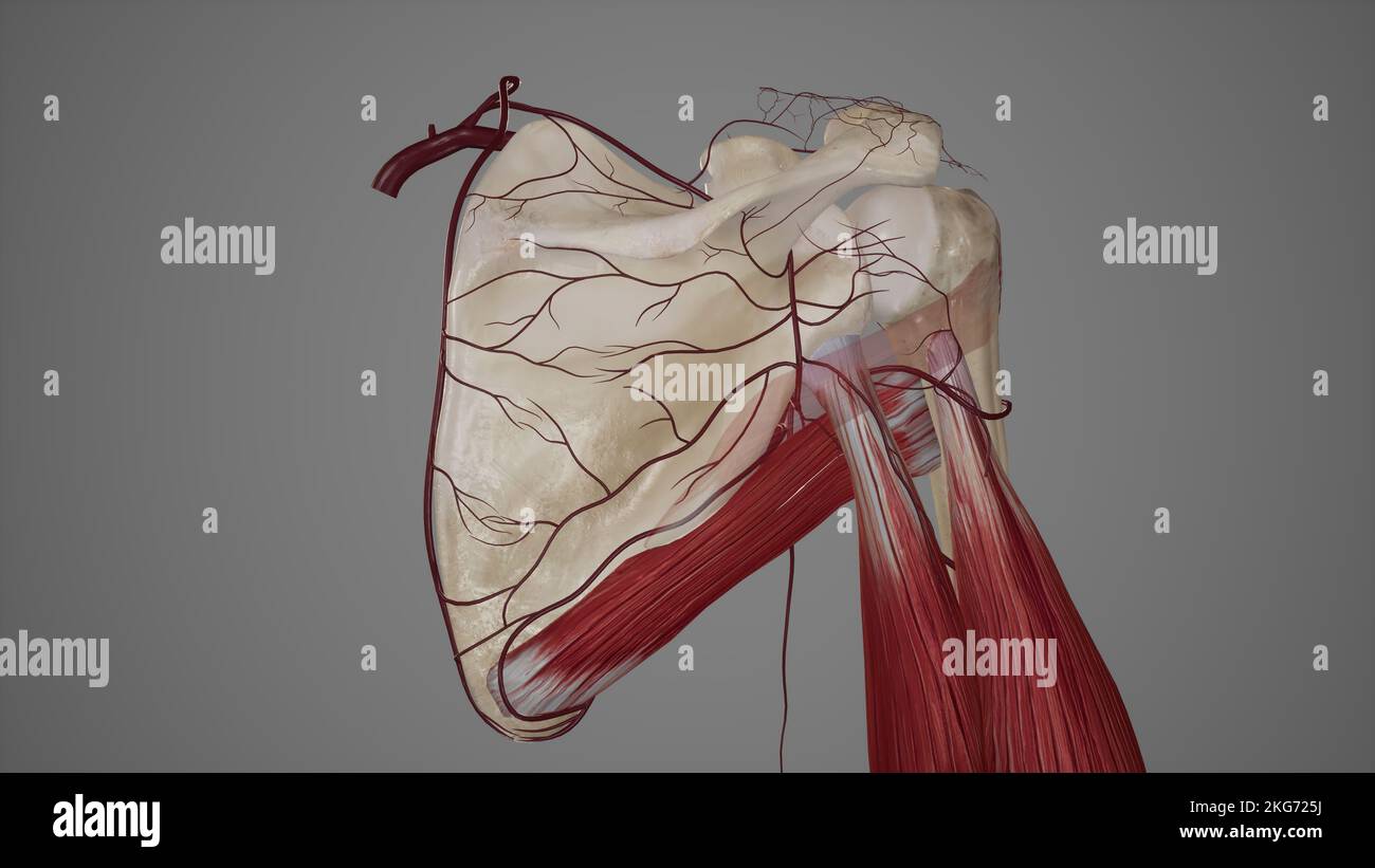 Circumflex Scapular Artery